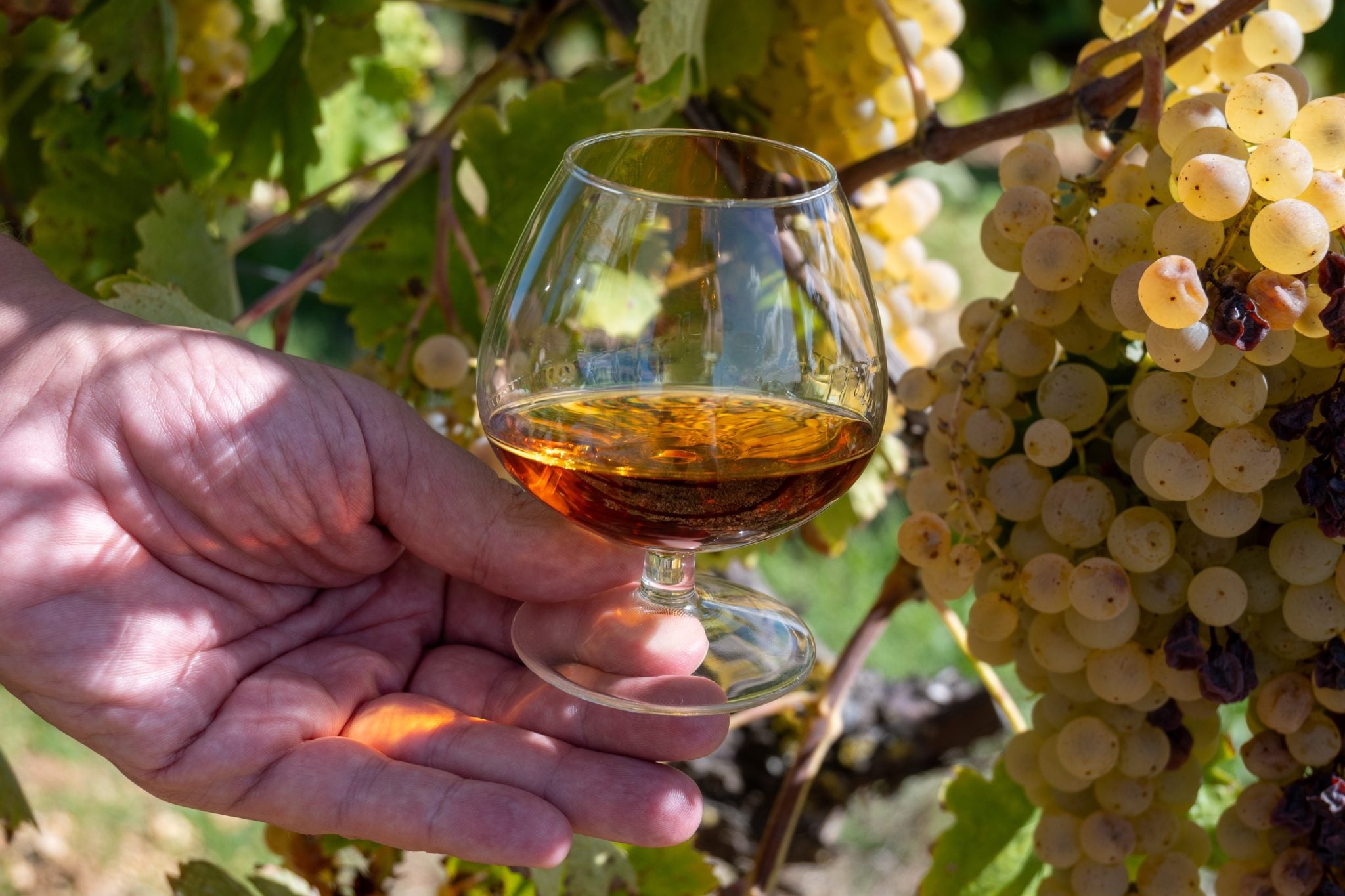 An Easy Guide to 14 Types of Brandy