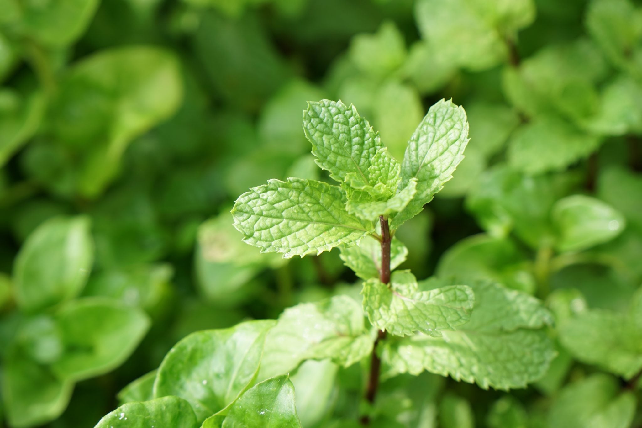Best Ways to Store Mint to Keep It Fresh