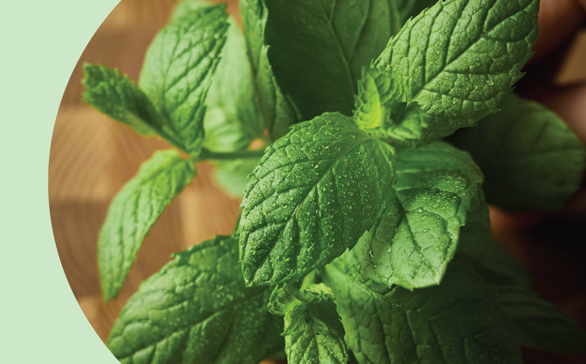 Best Ways to Store Mint to Keep It Fresh