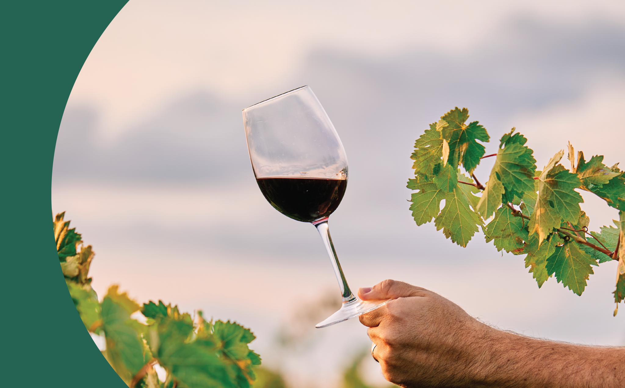 Wine Alcohol Content – ABV per Wine Type (White, Red, Rosé, …)